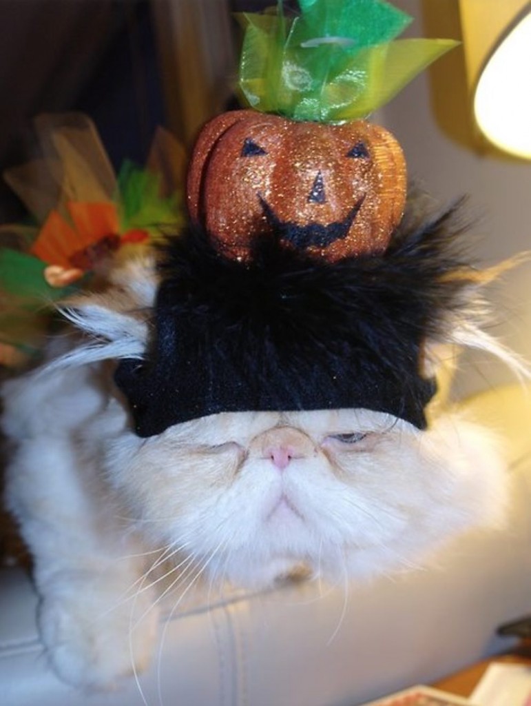 TOP 20 des Photos de Chats les plus Moche du Web | i-animaux - Part 3