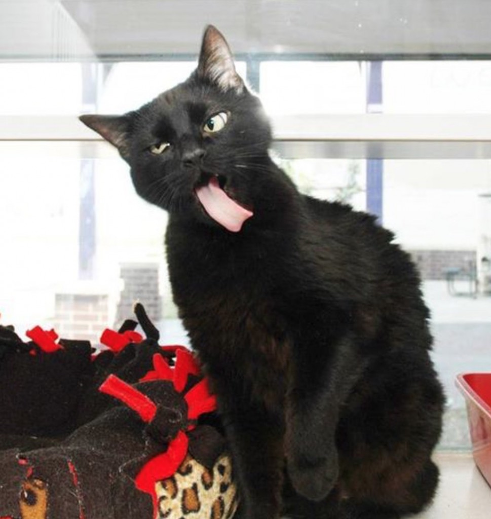 TOP 20 des Photos de Chats les plus Moche du Web | i-animaux - Part 3