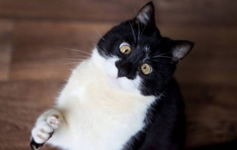 TOP 20 des Photos de Chats les plus Moche du Web | i-animaux