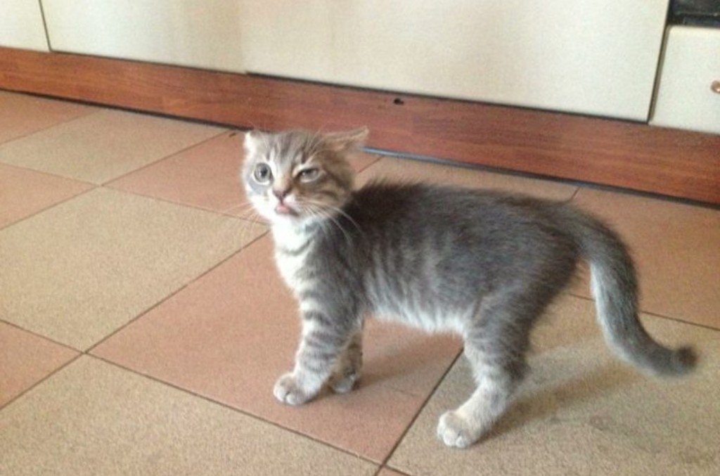 TOP 20 des Photos de Chats les plus Moche du Web | i-animaux - Part 3