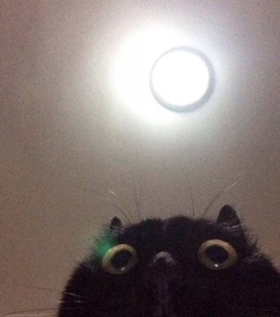 TOP 20 des Photos de Chats les plus Moche du Web | i-animaux - Part 2