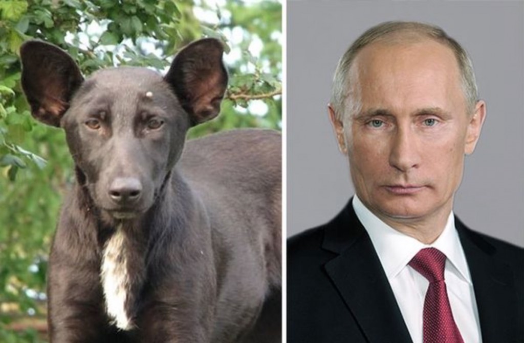 chien_sosie_vladimir_poutine | i-animaux