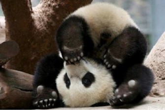 Un Bébé Panda très attachant avec son Soigneur | i-animaux